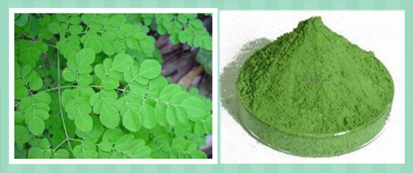 6 Reasons Why Moringa Is Being Hailed as a Superfood - Forever Natural ...